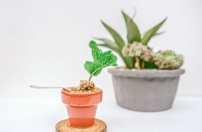 What Is The Best Way for Splitting Plants? - Petals & Gardens ...